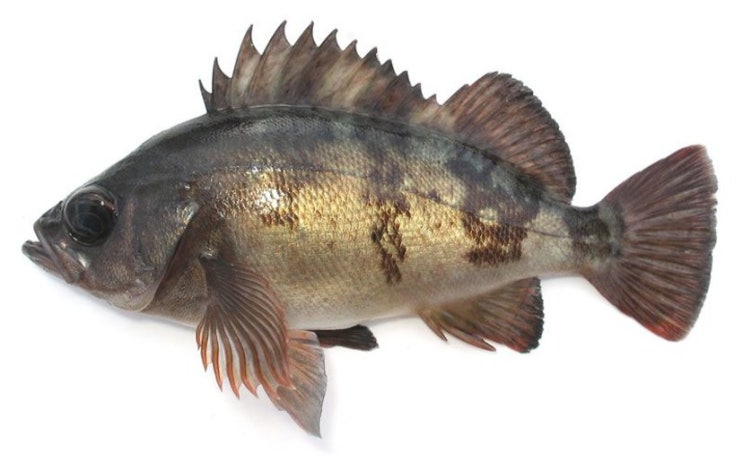볼락( 일본어; メバル, 영어; Japanese rockfish ) : 네이버 블로그