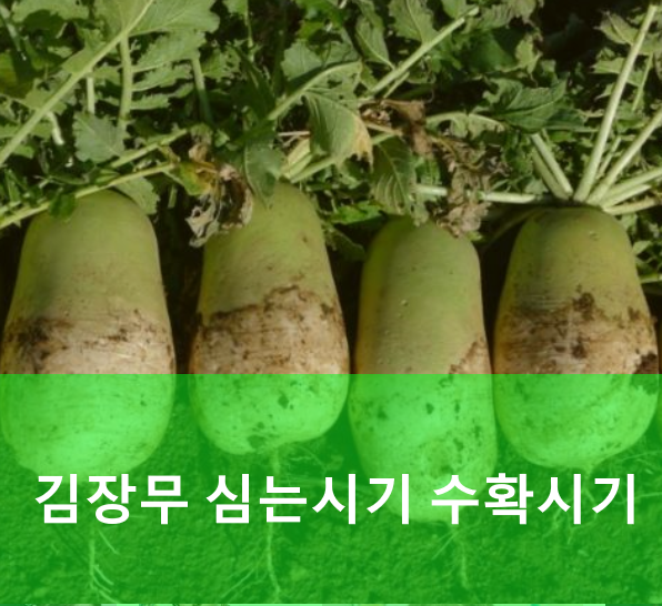 가을무 김장무우 심는시기 파종시기 김장무 재배법 밑거름 수확시기는 네이버 블로그
