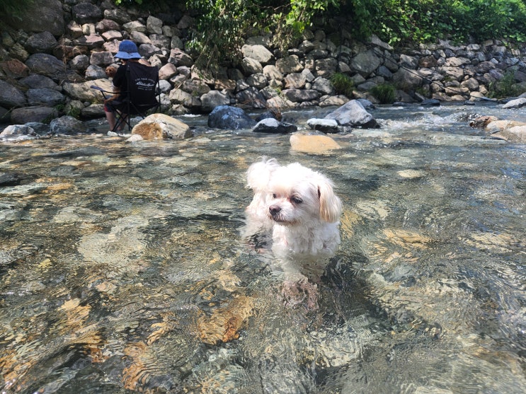 부산근교 계곡식당 울산 배내골 산돼지마을 애견동반 후기 네이버 블로그