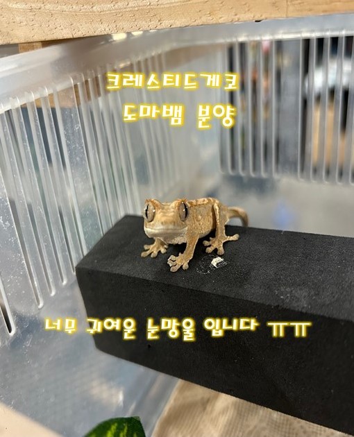 파충류 분양 도마뱀 분양 크레스티드게코 분양 키우기 쉬운 도마뱀 서울 구리 의정부 서울 노원 파충류 샵 뉴런렙시티