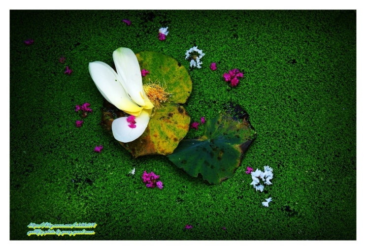 연꽃 삶 끝자락 아름다운 흔적 : 네이버 블로그