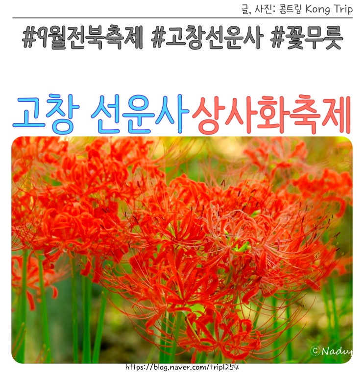 9월에 가기 좋은 고창 선운사 꽃무릇 상사화축제 입장료 네이버 블로그