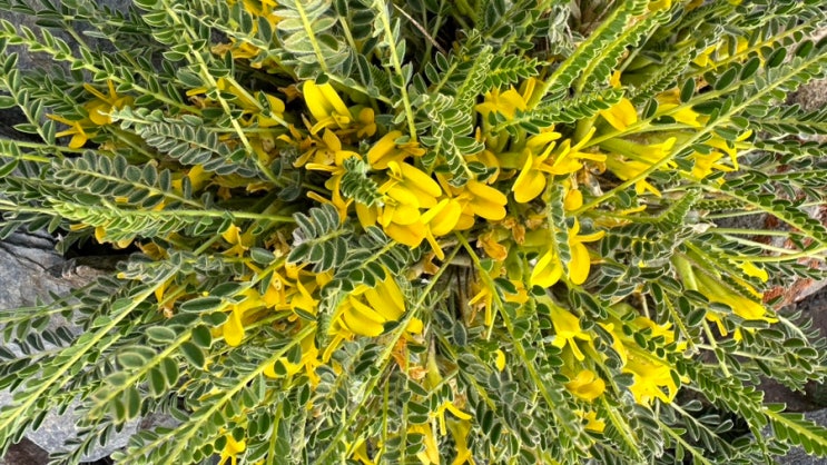 Astragalus caprinus : 네이버 블로그