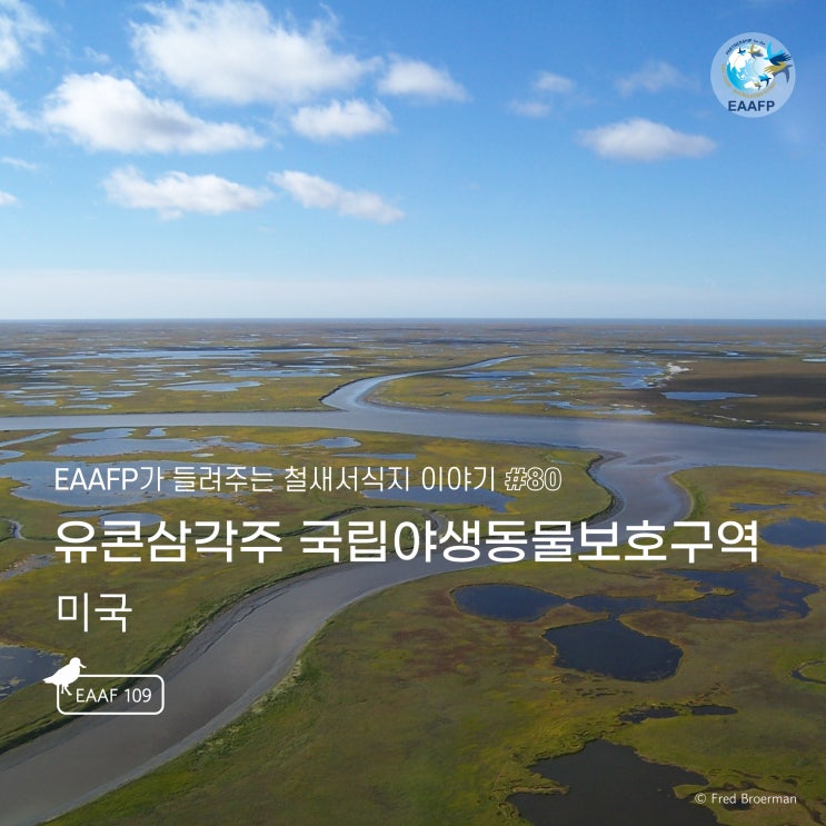 "EAAFP가 들려주는 철새서식지 이야기 #80" - 미국_ 유콘삼각주 국립야생동물보호구역 [EAAF 109] : 네이버 블로그