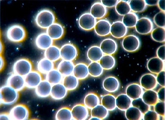 소마티드(SOMATIDE)를 알면 암도 쉽게 낫는다 : 네이버 블로그