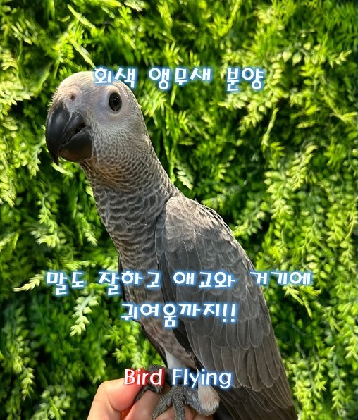회색 앵무새 분양 말 잘하는 앵무새 분양 서울 구리 의정부 서울 노원 앵무새 카페 버드 플라잉 노원점 네이버 블로그