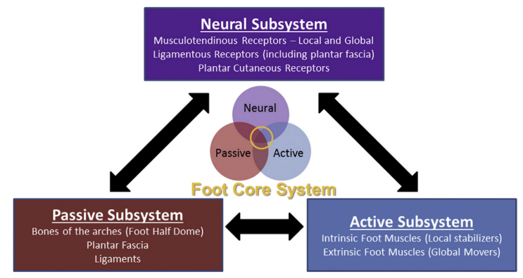 내재근을 통해 안정성과 조절 능력을 제공하는 풋코어 시스템(foot core system) : 네이버 블로그