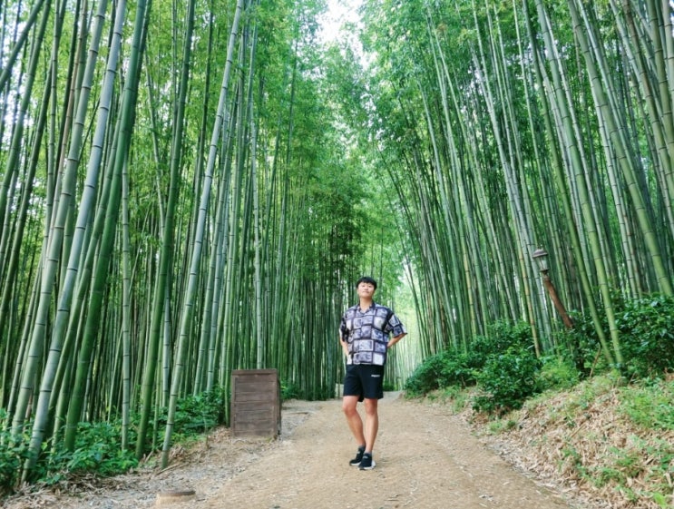 20230816 ~ 0817 1박 2일 담양여행 1일차 메타세쿼이아 가로수길죽녹원 🌳 네이버 블로그