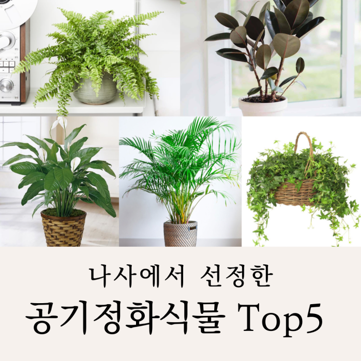 나사 공기정화식물 Nasa가 선정한 공기 정화 능력이 뛰어난 식물 Top5 네이버 블로그
