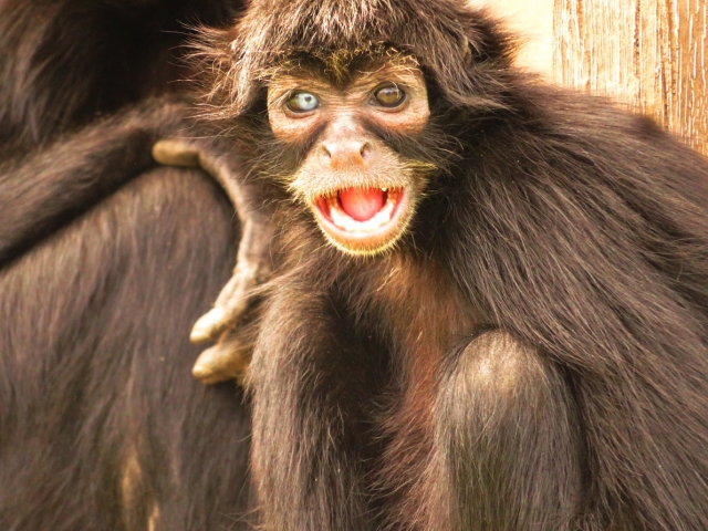 [2ch 괴담] 뇌조 1호 ~원숭이의 중얼거림~ : 네이버 블로그