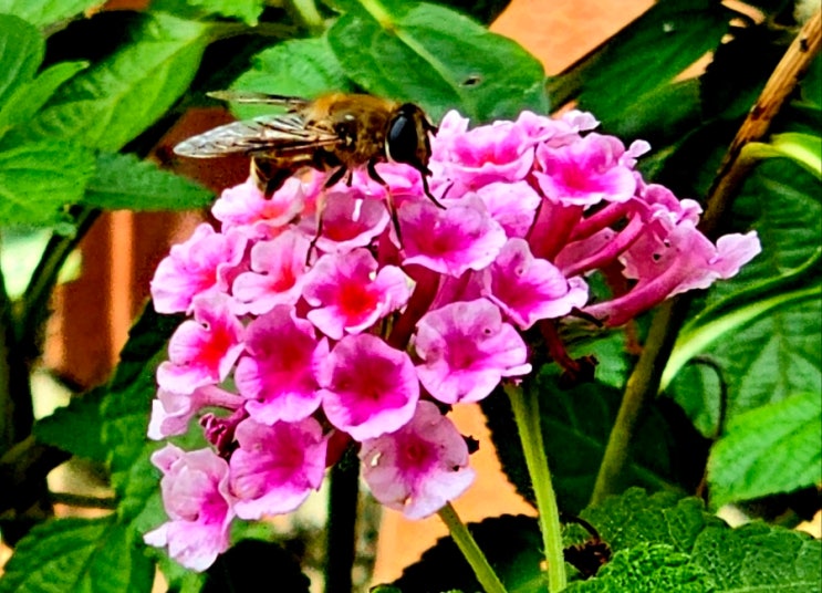 인간은 사랑하지 않을 때 외롭다 : 네이버 블로그