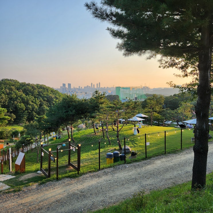 용인 테일45 잔디 5000평 서울근교 애견카페 애견운동장 야간개장 네이버 블로그