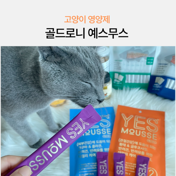 강아지피부 고양이관절영양제 골드로니 예스무스 급여 후기 네이버 블로그