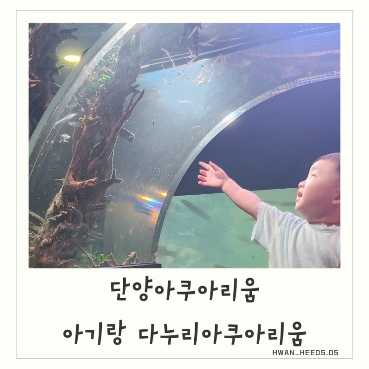 단양 아쿠아리움 다누리아쿠아리움 입장료 할인 및 주차장 15개월아기와 함께 실내데이트 네이버 블로그