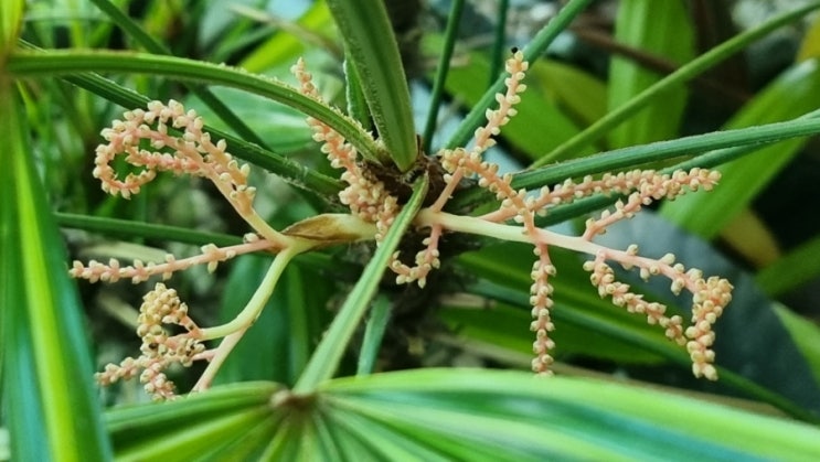 두번째 핀 황금관음죽꽃, 서황금꽃 : 네이버 블로그