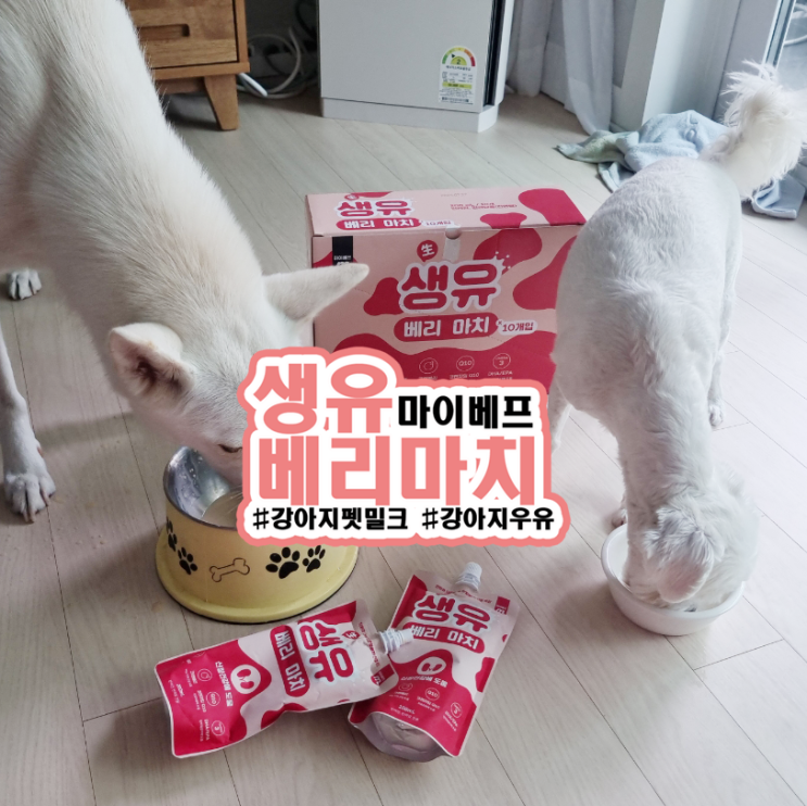 강아지 펫밀크 추천 강아지용 딸기우유 마이베프 생유베리마치 강아지 여름간식 강아지우유 급여후기 기호성좋은 강아지