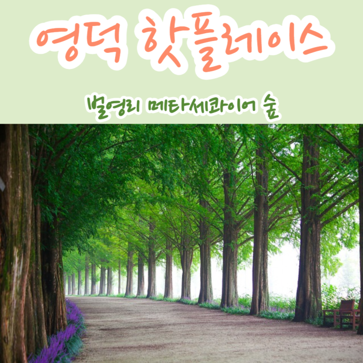 영덕 핫플레이스 메타세콰이어 숲에서 산림욕 하고 왔습니다 네이버 블로그