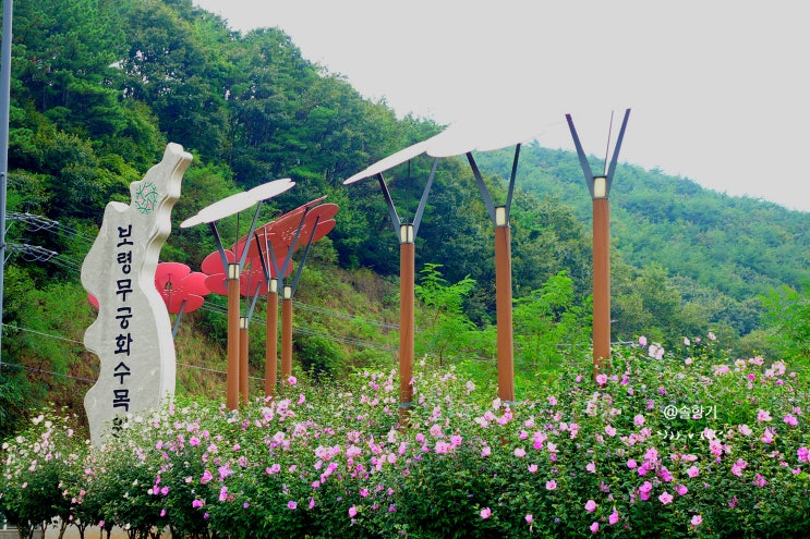 보령무궁화수목원 편백숲과 무궁화골 돗가비 숲속야행 보령가볼만한곳 네이버 블로그