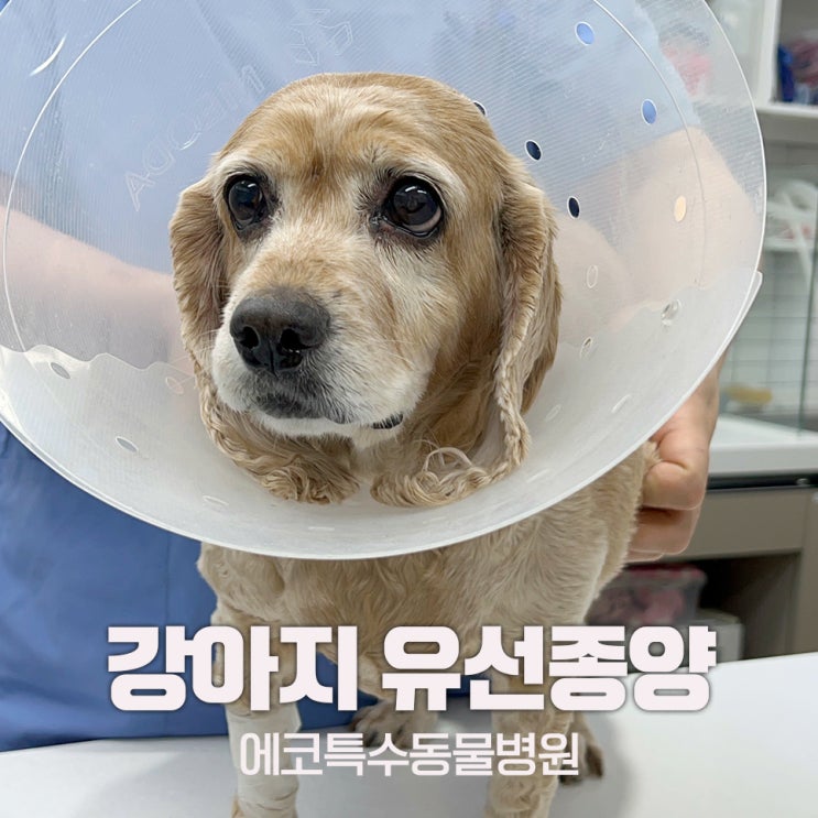 강아지 가슴에 혹 유선종양 수술 후기 네이버 블로그