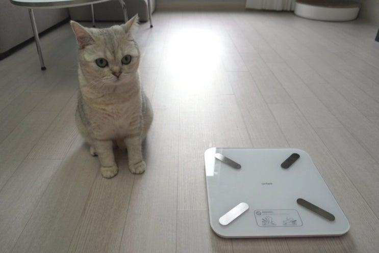 앳플리 T8 고양이 강아지 체중계도 가능한 스마트 체중계 네이버 블로그