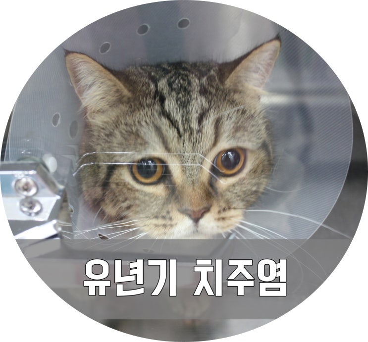 고양이 유년기 치주염 Juvenile Periodontitis어린고양이입냄새 잇몸에서피 치주염 스케일링부산 남구 대연동