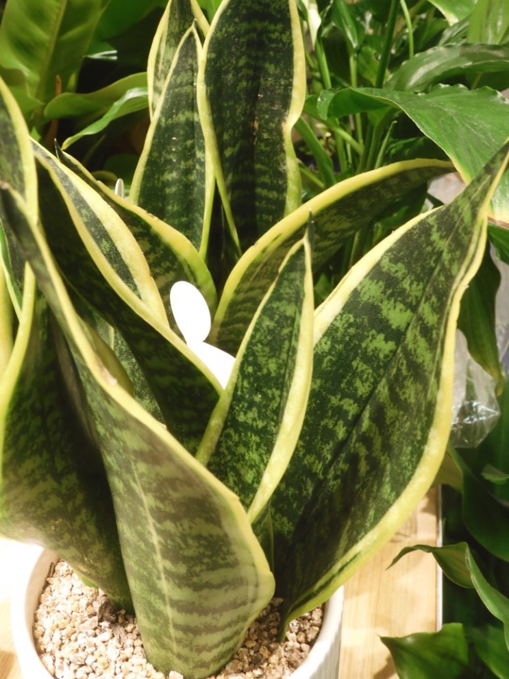 실내 공기정화식물-슈퍼바 키우기 : 네이버 블로그