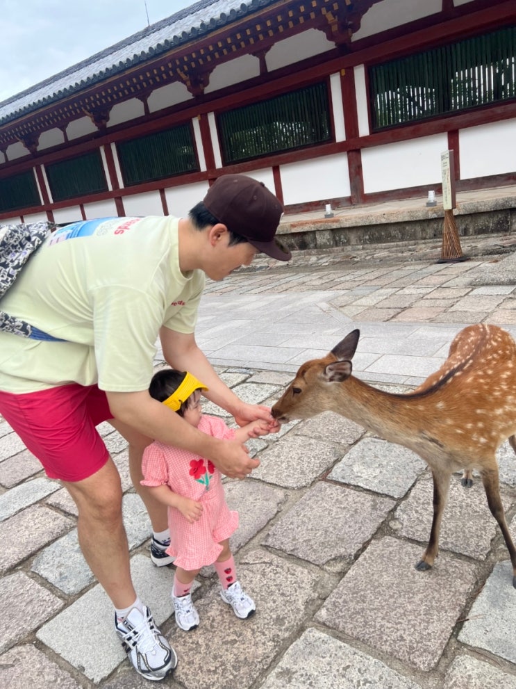 두돌아기와 오사카버스투어솔직후기오사카근교투어 일일투어 라쿠투어오사카 나라 고베 네이버 블로그