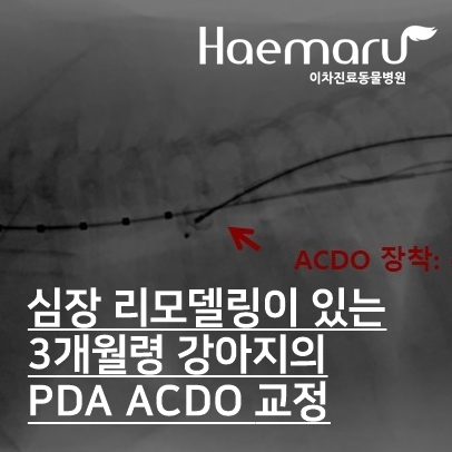 3개월령 강아지의 PDA ACDO 교정 - 심장 리모델링이 있는 환자에서의 시술 사례 : 네이버 블로그