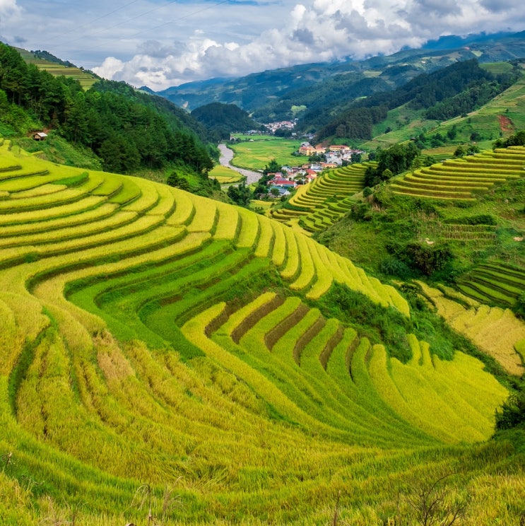가을배추 아주심기 무 솎음 고추 수확 마늘 양파 심는시기 : 네이버 블로그