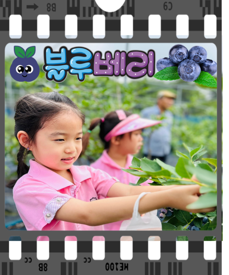〔the큰빛 유치원 〕 새콤달콤 블루베리 체험 네이버 블로그