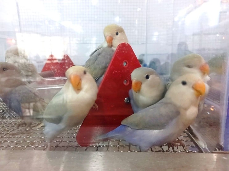 대구 시지 앵무새카페 버드소리 대구수성점🦜 네이버 블로그