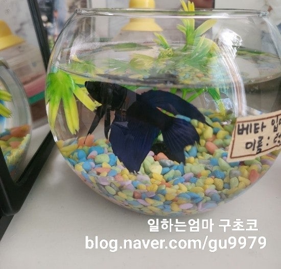 초코네 인간 말고 생명체가 함께 살고 있다 베타키우기 물생활 애완생명체 소개1탄 네이버 블로그