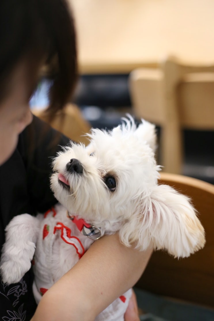 말티푸 성장일기_폴리의 애교, 다이소 방석거부, 애비랑 모닝인사, 첫 개시트, 첫 멍푸치노, 첫 안양천 산책, 애비랑 싸움 ...