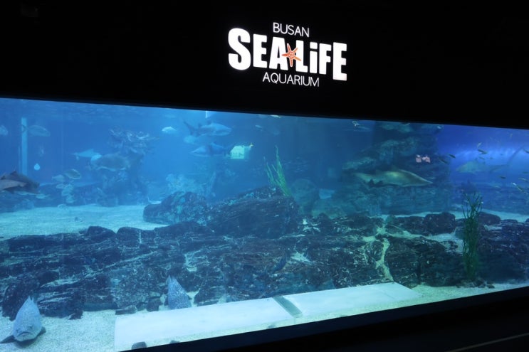 부산 해운대, ‘SEALIFE 씨라이프 아쿠아리움’ 방문 후기 2부. : 네이버 블로그