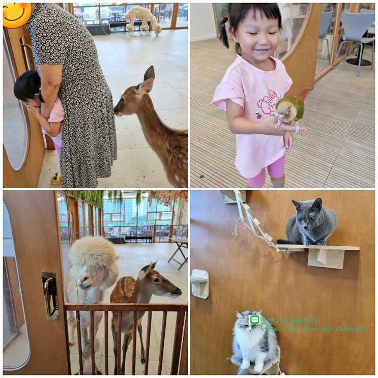 인천실내동물원 사슴과 알파카가 있는 구월동 동물카페 쥬니멀 : 네이버 블로그