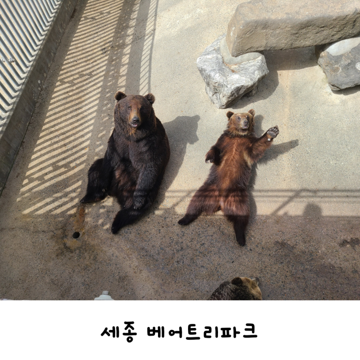 세종 아이와 가볼만한곳 베어트리파크 곰 먹이체험 즐겨요 네이버 블로그