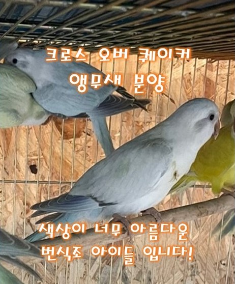 퀘이커 앵무새 분양 퀘이커 앵무새 종류 서울 구리 의정부 서울 노원 앵무새 카페 버드 플라잉 노원점 네이버 블로그