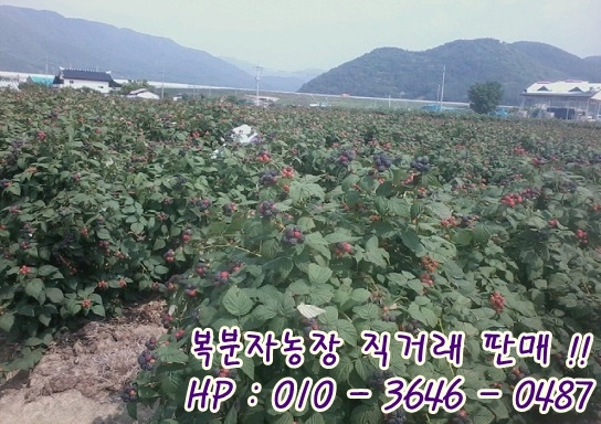 탱글함을 그대로 냉동복분자는 올해 수확한 복분자에요 ^^ : 네이버 블로그