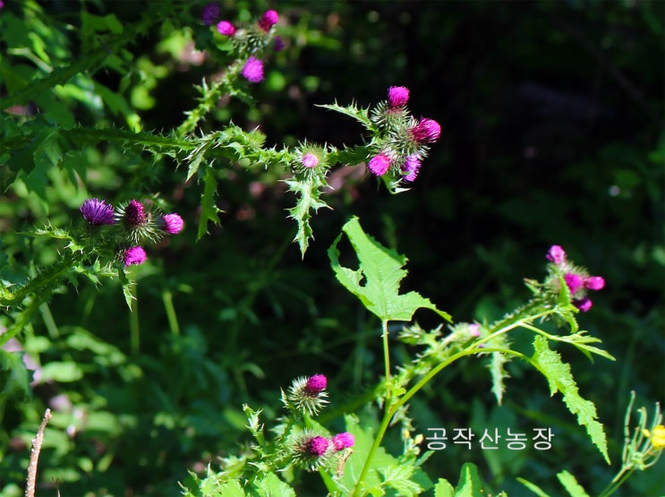 간에 좋은 영양제 밀크씨슬 효능 및 먹는법 먹는시간 실리마린 네이버 블로그