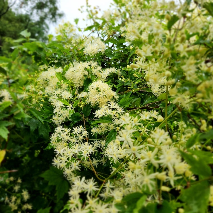 가을에 만나는들꽃들 : 네이버 블로그