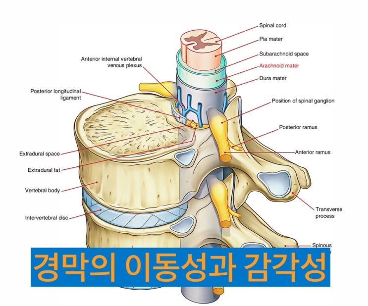 경막의 이동성(Dural mobility) & 경막 감각성(Dural sensitivity) : 네이버 블로그