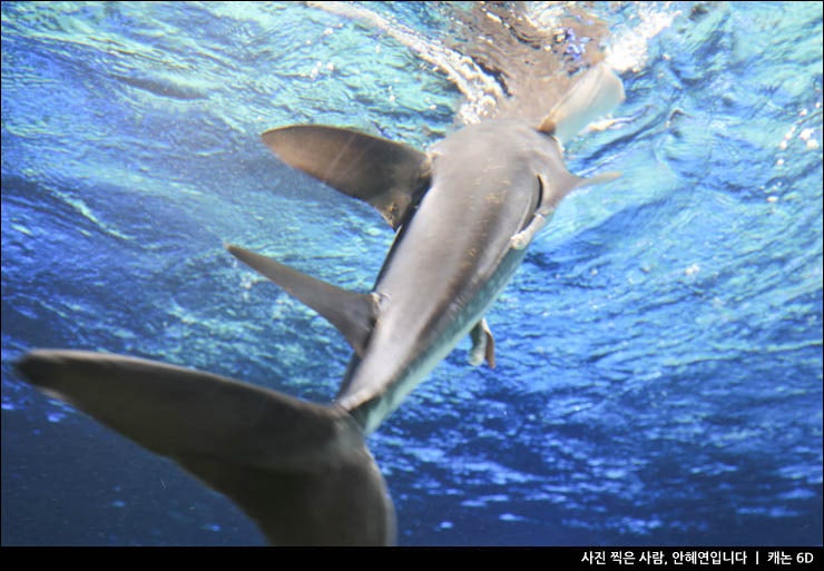 경기도 놀러갈만한곳 수원 여행 광교 가볼만한곳 아쿠아플라넷 광교 데이트 네이버 블로그