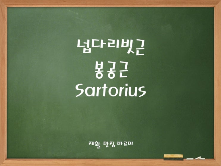 [해부학/근육] 넙다리빗근(봉공근, Sartorius) : 네이버 블로그