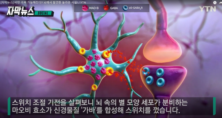 (마오비 효소 억제제&KDS2010) 비만 치료&다이어트 테마가 될 것인가? : 네이버 블로그
