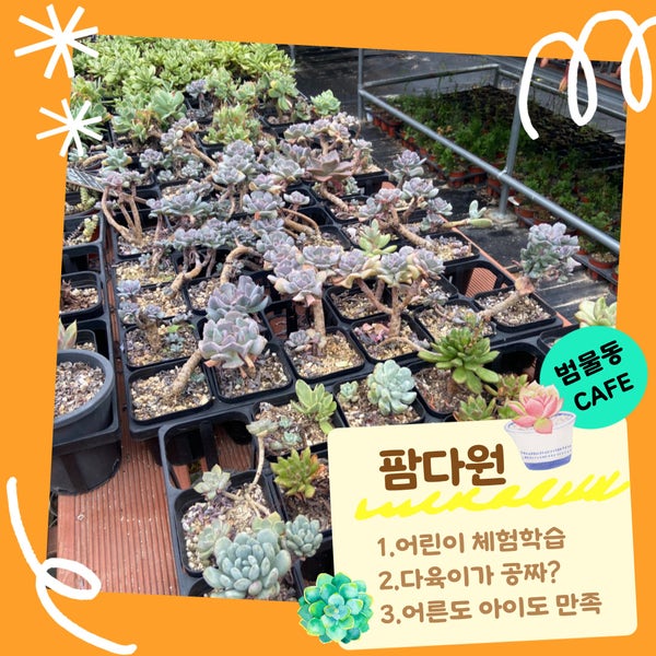 수성구범물동 대구 어린이체험학습카페 팜다원 아이도 즐겁고 다육이도 가져갈 수 있어요 네이버 블로그
