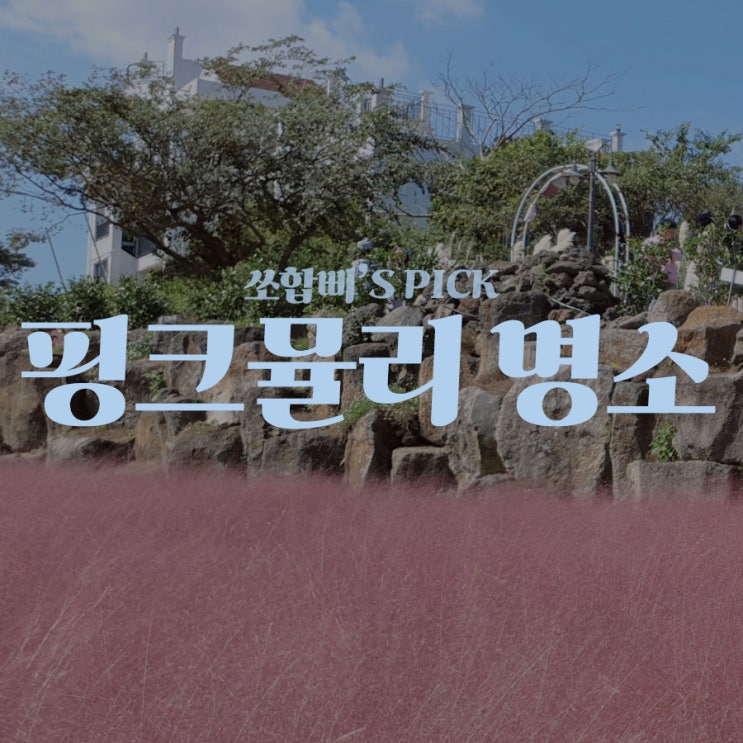 9월 10월 제주여행 가볼만한곳 핑크뮬리 명소 7 And 시기 카페글렌코 마노르블랑 휴애리 카멜리아힐 노리매 팜파스그라스