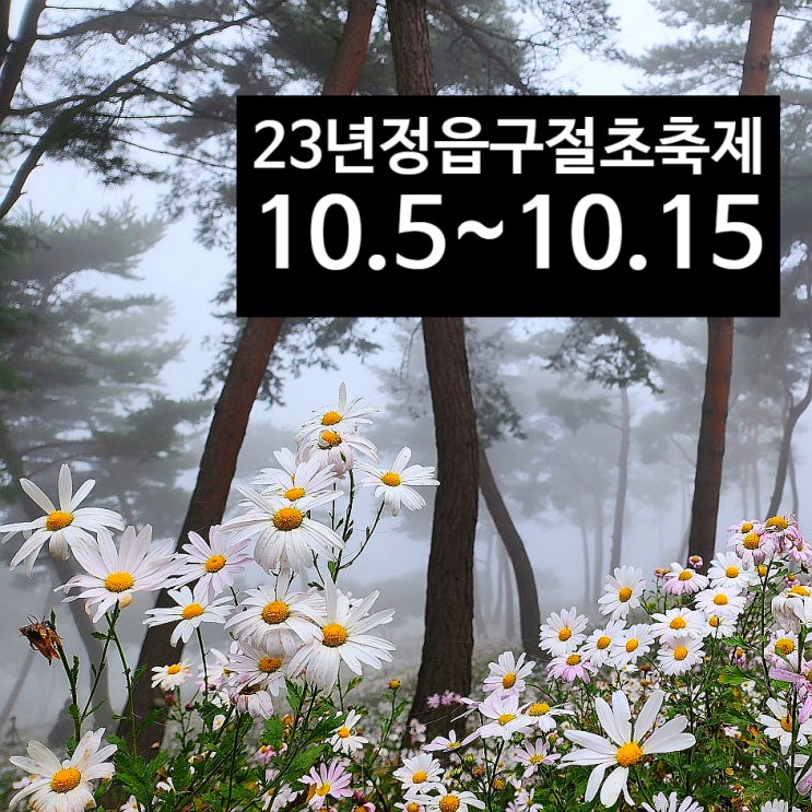 2023정읍 구절초축제 안내 정읍 구절초축제 입장료 구절초 짚라인 요금 개막식 및 축하공연 네이버 블로그