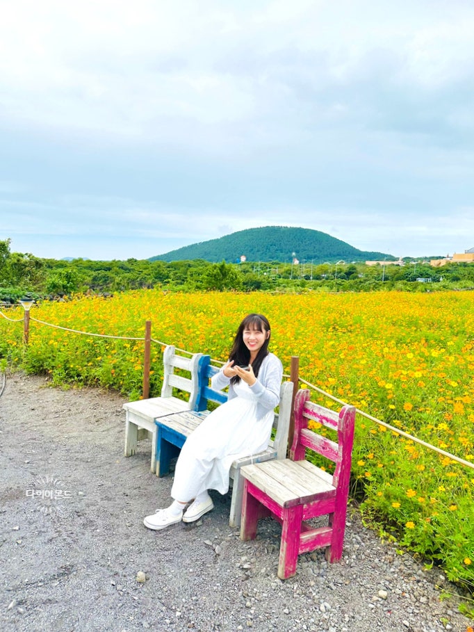 제주도 꽃 구경 제주 신화역사공원 코스모스 9월 서귀포 여행 : 네이버 블로그