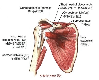 니징PT 회전근개. SITS. Rotator cuff 정리 :: 종류, 기시정지, 움직임, 특징들 / 기능해부학 : 네이버 블로그