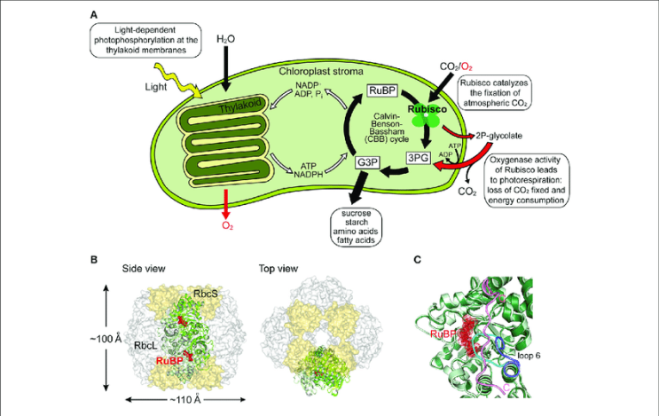 루비스코(Rubisco) - 광합성과 광호흡에 모두 관여하는 없어서는 안될 효소 : 네이버 블로그